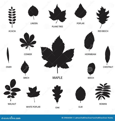 Vector Collection Of Leaf Silhouettes Stock Vector Illustration Of