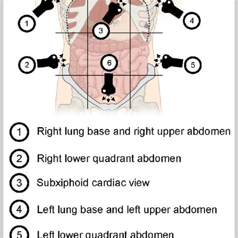 Sample Fasc Examination Images Fasc Position 1 Right Pleural Download Scientific Diagram