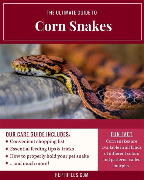 Corn snake care sheet a simple but complete guide for beginners – Artofit