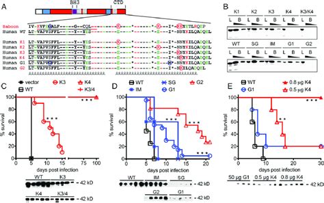 C Terminal Lysine Residues Determine Apol1sra Binding Interactions And