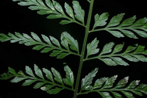 Asplenium Cuspidatum Aspleniaceae Image 37773 At