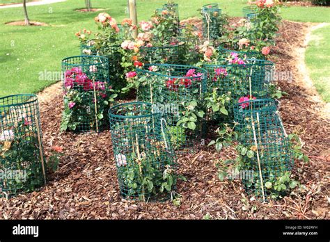 How To Protect Rose Plant
