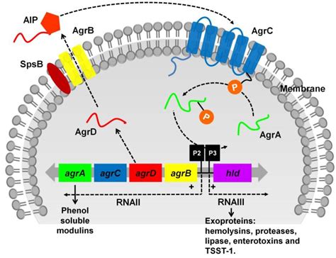 Toxins Free Full Text Targeting Staphylococcus Aureus Toxins A