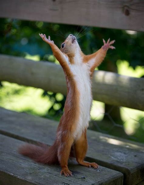 20 Squirrel Photos That Show An Extremely Cute Side Of These Teeny Tiny