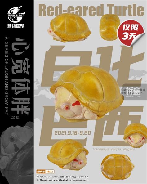 动物星球 心宽体胖第三弹特殊款 白化巴西龟 仿真模型潮玩 拆盒