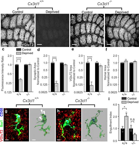 Sensory Lesioning Induces Microglial Synapse Elimination Via Adam10 And Fractalkine Signaling Pmc