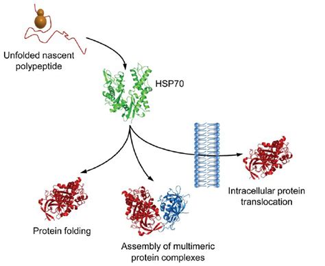 The Role Of The Molecular Chaperone Heat Shock Protein A2 Hspa2 In