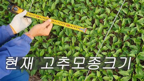 3월19일 현재 고추모종 크기 고추모종내기 47일차 Youtube