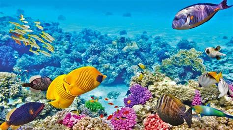La Gran Barrera de Coral Un viaje a través del arrecife más grande del