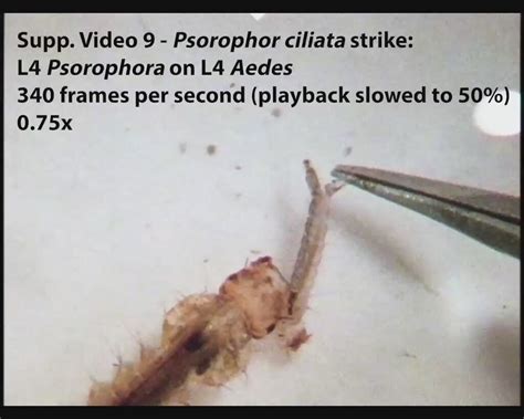 ‘our Jaws Dropped Videos Reveal Mosquito Larvas Killer Harpoon Heads