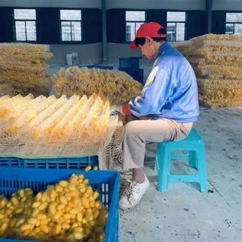 报名｜五一去哪玩？“蚕乡月令”亲子研学，画蚕茧、采桑叶、品桑葚，免费参加！ 中国丝绸博物馆