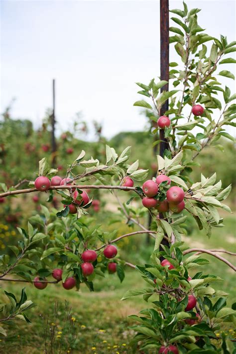 Ringden Farm — Shrub London