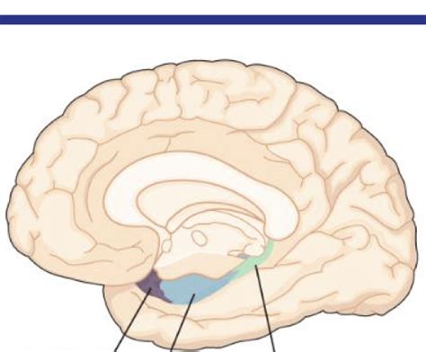 Diagram Of Temporal Lobe Functional Areas 2 Quizlet