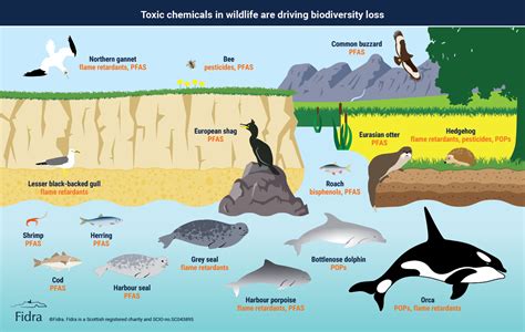 How Does Chemical Pollution Impact Uk Wildlife Fidra