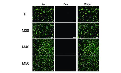 Live Dead Double Staining Of Mc3t3 E1 After Seeding On Various Samples Download Scientific