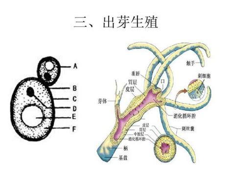 出芽生殖 知乎