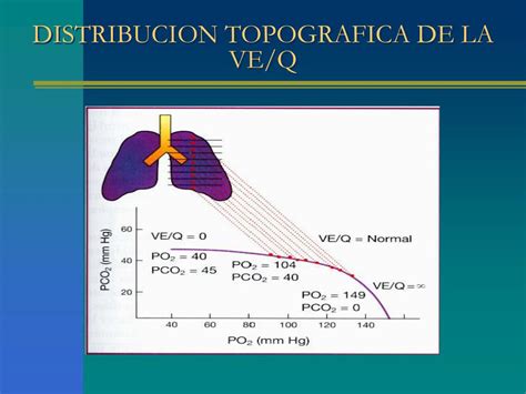 Ppt Fisiologia Respiratoria Powerpoint Presentation Free Download