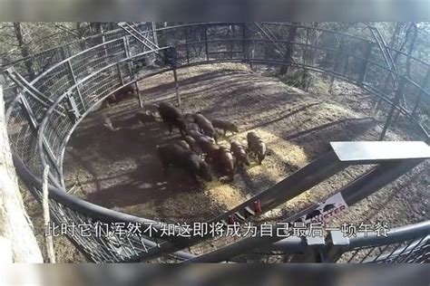 一根小小“弹簧”，却能制服400斤的大野猪，这是什么原理？野猪弹簧制服