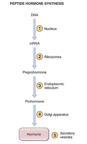 Phys Quiz Chap 5 Flashcards Quizlet