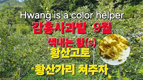 Hwang Is A Color Helper황황산마그네슘황산가리치자9월의 감홍사과 색깔준비황sulfur황산고토