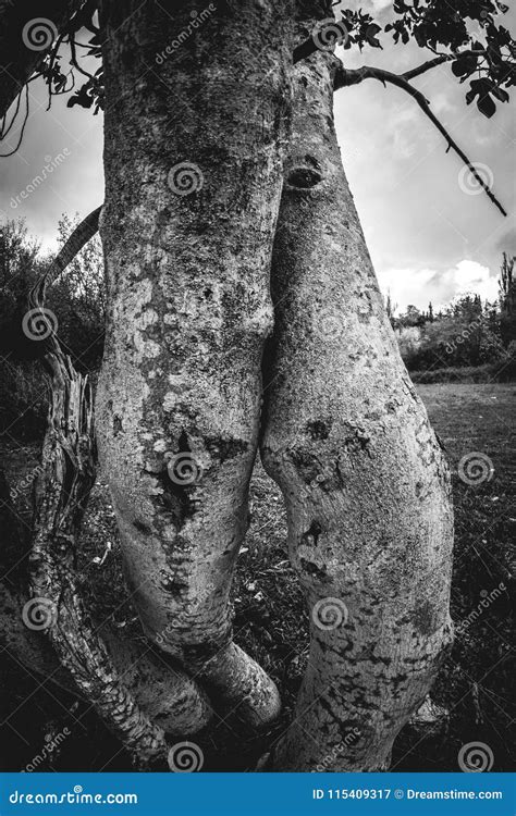 Human Shaped Trees Hugging Stock Image Image Of Season 115409317