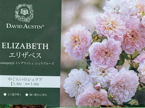 イングリッシュローズが入荷しました CheersGarden BLOG