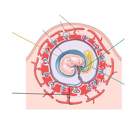 Diagram Of Embryonic And Fetal Membranes Quizlet