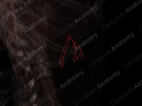 Arteries Of Gallbladder And Extrahepatic Bile Ducts Complete Anatomy