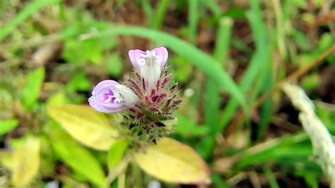 美丽吉安之赏花系列：野草爵床 花开玲珑迷人 搜狐大视野 搜狐新闻