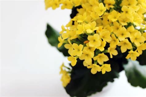 설레는 카랑코에 꽃말 키우기 쉬운 꽃 물주기 초보팁 네이버 블로그