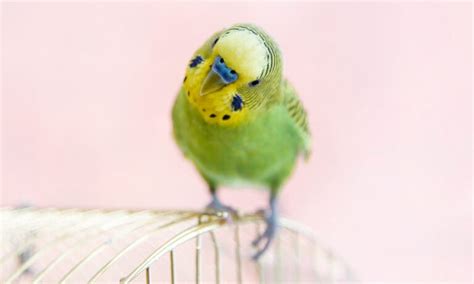Bird Mites Signs Treatment And Prevention Bechewy