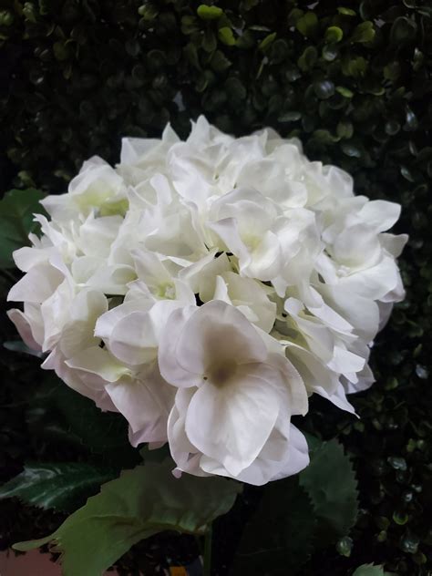 Cream Hydrangea 34″ Panysilkny