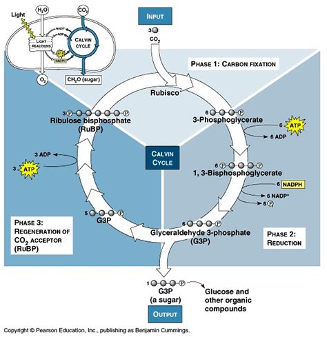 Calvin Benson Cycle Light Independent Reactiondark Reaction