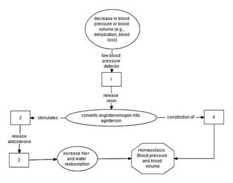 Diagram Of Aldosterone Quizlet