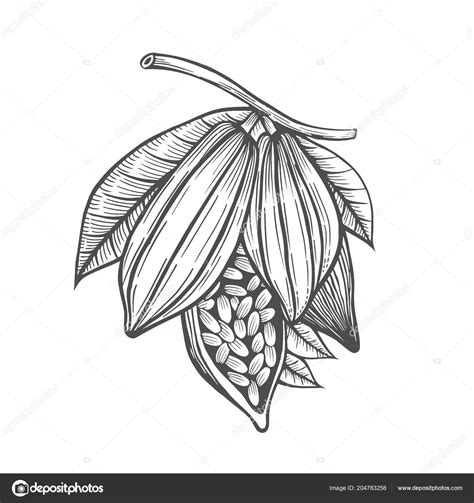 Cocoa Beans Freehand Drawing Chocolate Fruit Vector Illustration