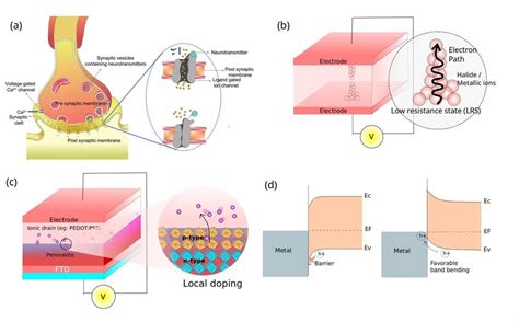 A Schematic Of Chemical Synaptic Transmission An Action Potential
