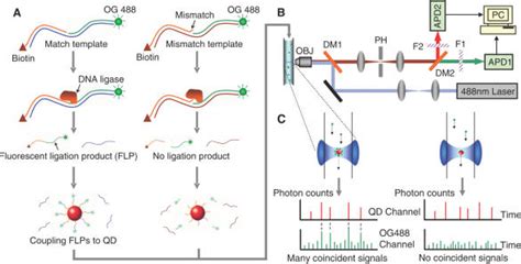 Schematic Concept For Homogeneous Point Mutation Detection Using Download Scientific Diagram