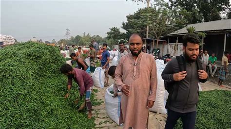 বড় কাঁচামরিচের বাজার হাজিপুর বাজার জামালপুর সদর জামালপুর Youtube