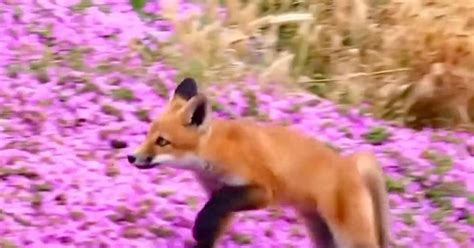 Video Ki Ogreje Srce Mlada Lisica Se Igra Med Cvetočimi Rožami Sensa Si