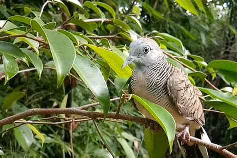 Simak 8 Manfaat Memandikan Burung Perkutut Di Malam Hari Salah Satunya