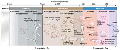 Gcse Natural History 418 The Cambrian Explosion