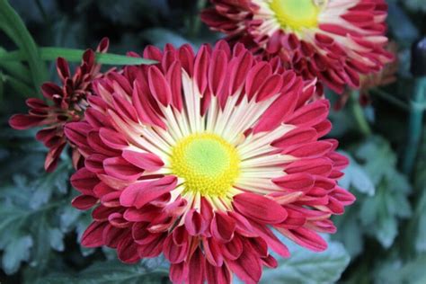 13 Types Of Chrysanthemums With Pictures House Grail