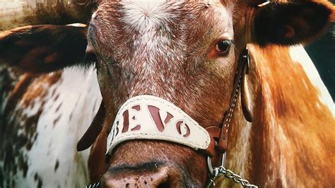 Even After His Death Longhorns Mascot Bevo Xiv Could Save Lives Ut