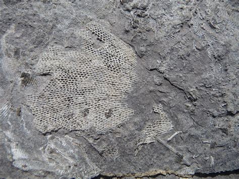 Bryozoan Fossil Cheap Sale