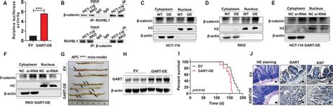 Gart Mediates The Ruvbl1 β‐catenin Signaling Axis To Promote Crc