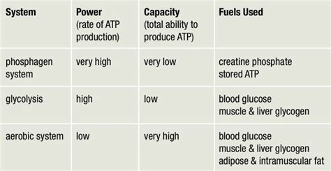 3 EnergySystems The Three Metabolic Energy Systems Energy System
