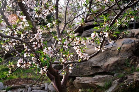 杏花 杏仁花 春天 Pixabay上的免费照片 Pixabay