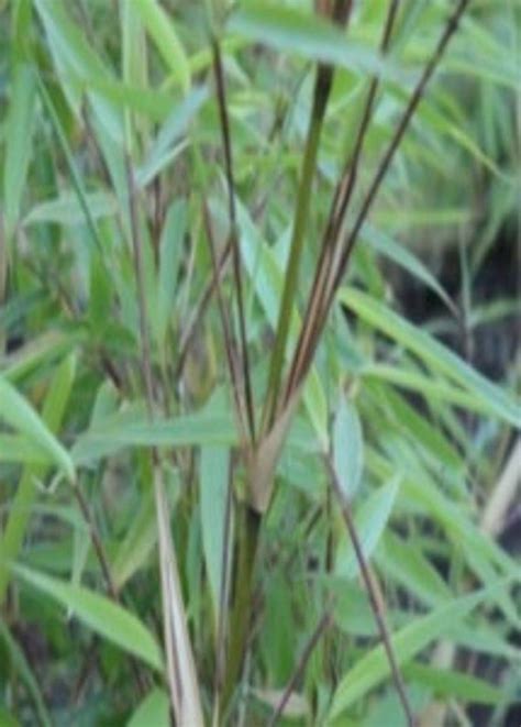 Fargesia Rufasunset Glow Clumping Bamboo Plant In Number One Size Pot