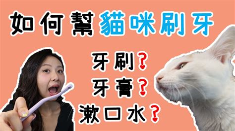 貓 刷牙貓咪 清潔貓嘴巴臭给猫清潔貓 牙齒貓咪 洗牙貓咪 刷牙貓咪牙齒寵物牙齒 Youtube