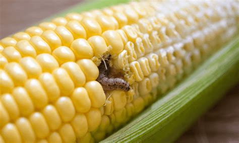 Integrated Pest Management Agri Studies